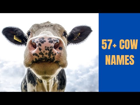 171 Cow Names . Funny , Female and Male