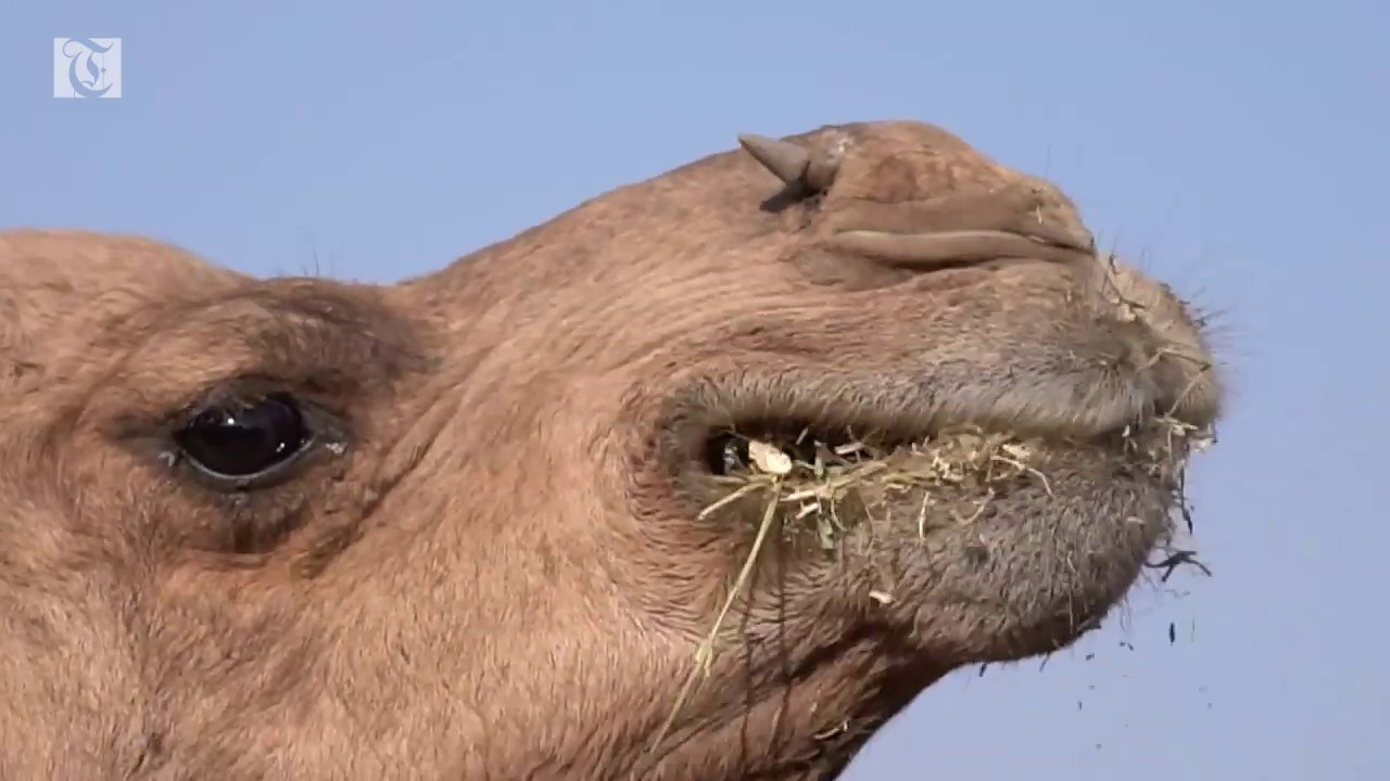 India milks a profit in quest to bump camel numbers - Times of Oman