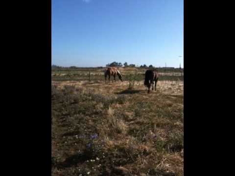What is a Gelding Horse - tricks to fool people - Rick Gore Horsemanship