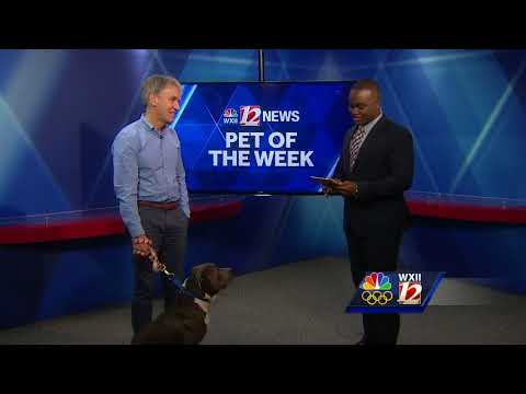 Noon Pet Of The Week: Bullet
