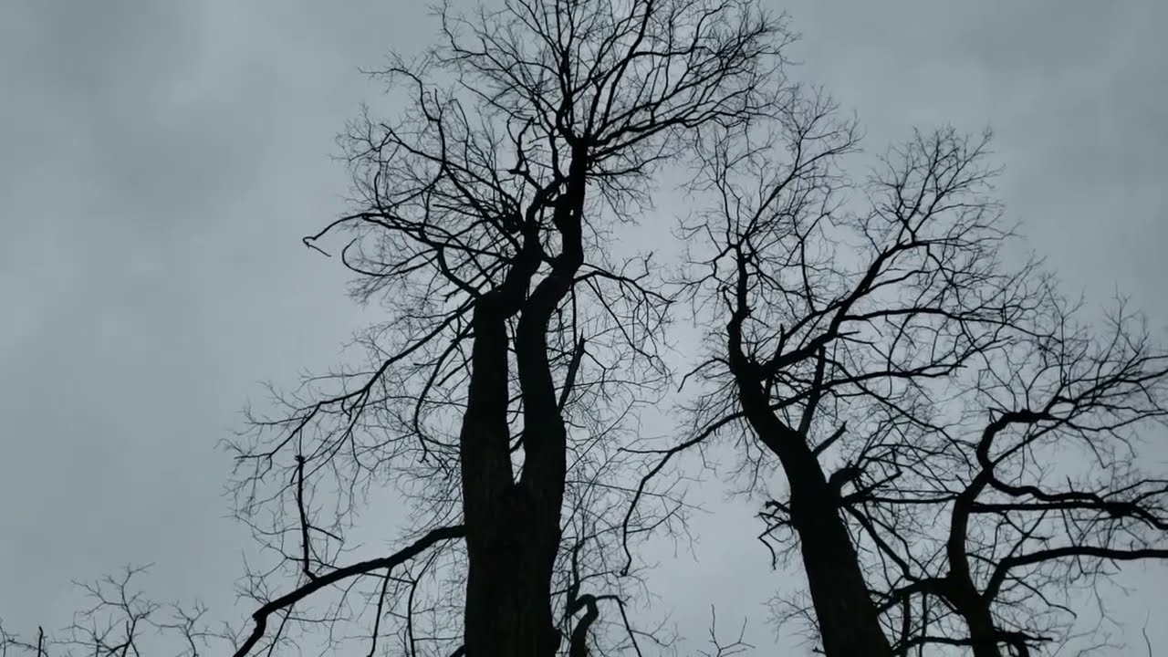 ID That Tree: Black Locust