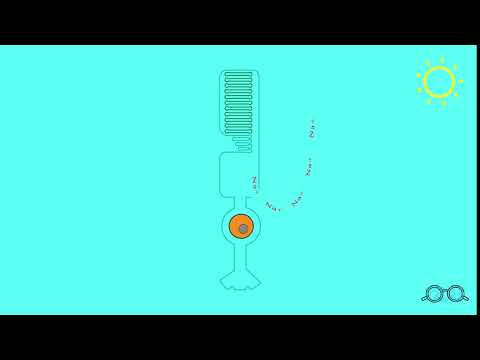 Dark Current In A Retinal Rod Cell - Animation