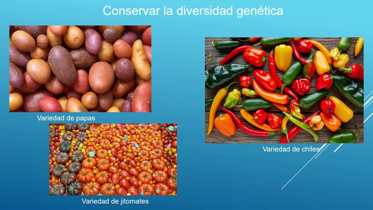¿Qué es la diversidad genética y por qué es importante? – REF Hub