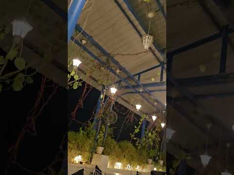 the plant story