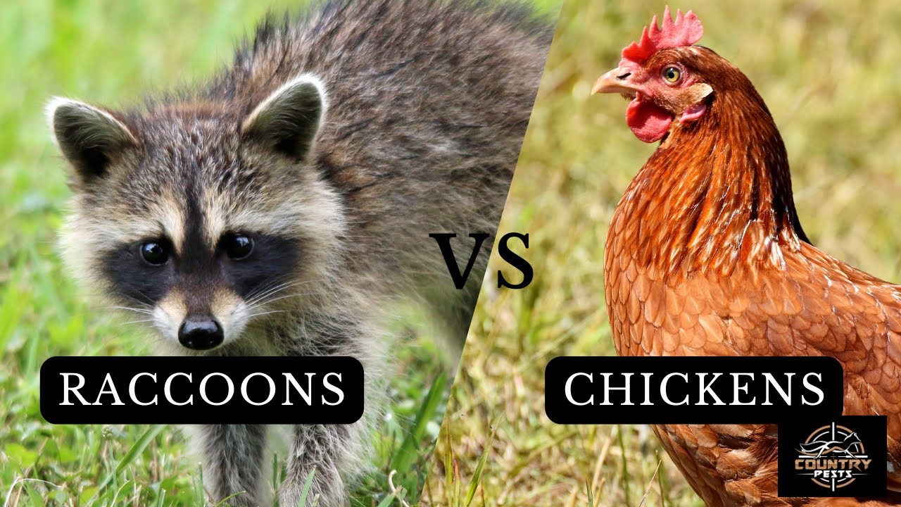 How to Protect Your Chickens from Raccoons - Top Tips