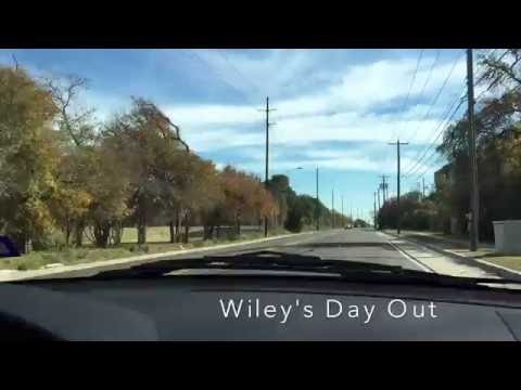 Wiley’s Day Out | Made Up Title