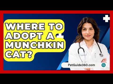 Where To Adopt A Munchkin Cat? - PetGuide360.com