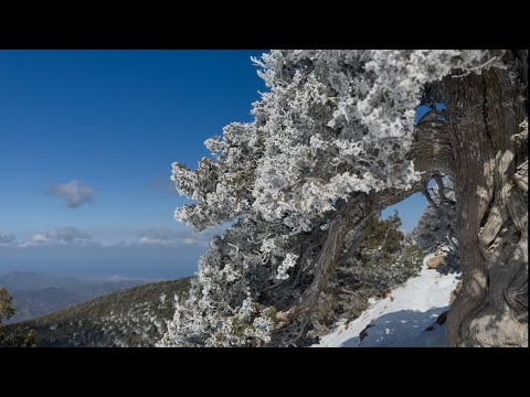 4K WALK | Snowy winter fairy mountain forest in Troodos | Artemis trail 5 km - February 2025