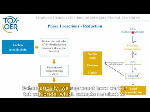 8 Phase I reactions CCl4 reduction