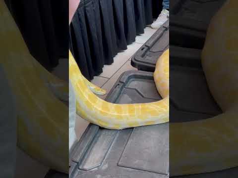 Photo assignment: reptile show featuring this albino Burmese python. #bigsnake