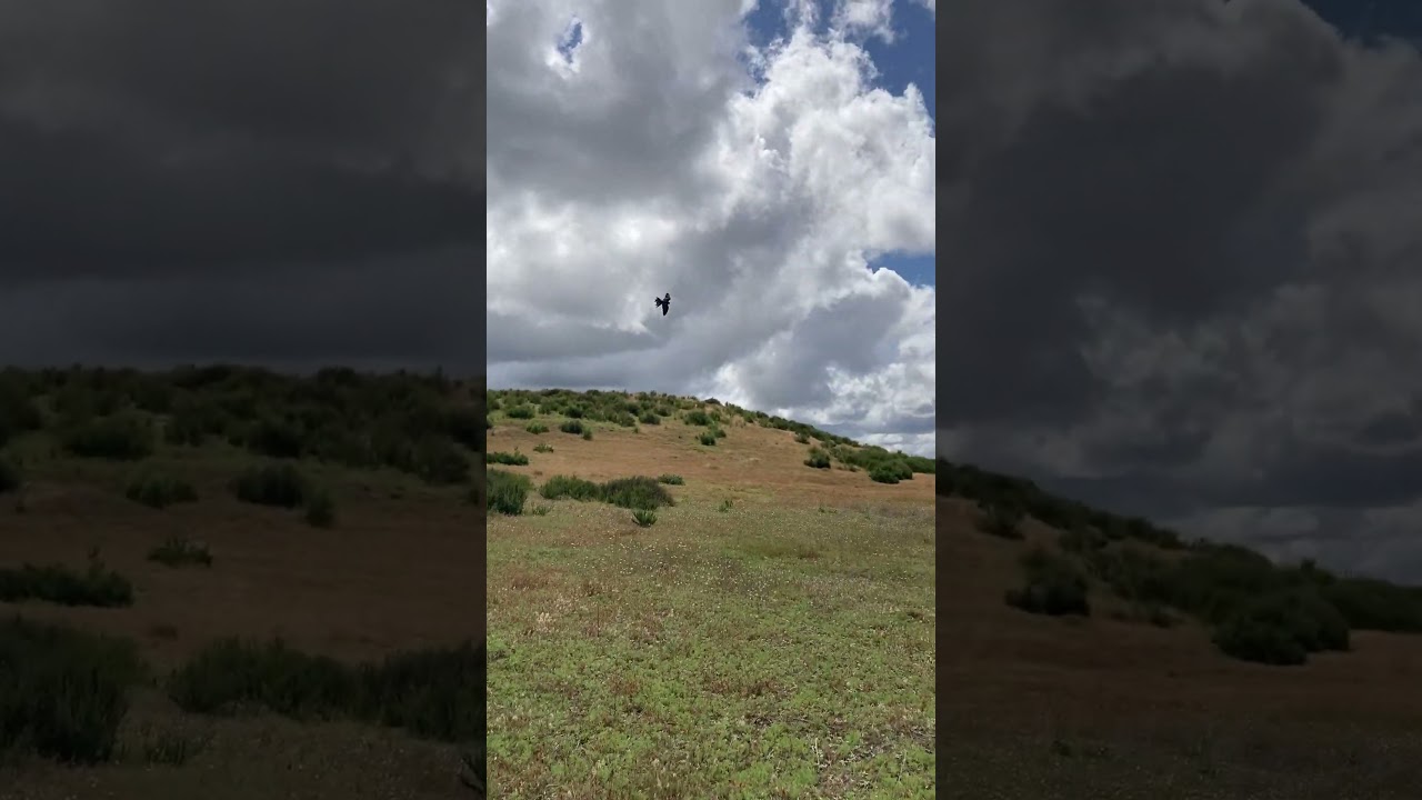 Flying Cody the Aplomado Falcon