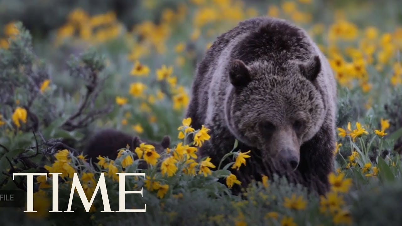 Grizzly Bear Mom Mauls Hunter After He Inadvertently Spooked Her Cub | TIME