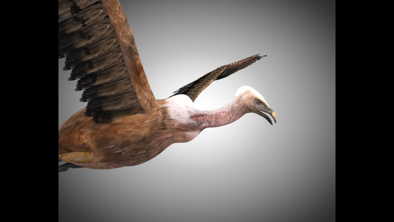3D Model Vulture Bird PBR Rigged Low poly at 3DExport.com