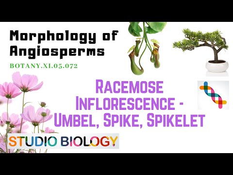 BOTANY XI.05.072 – Morphology of Angiosperms - Racemose Infl. – Umbel, Spike, Spikelet