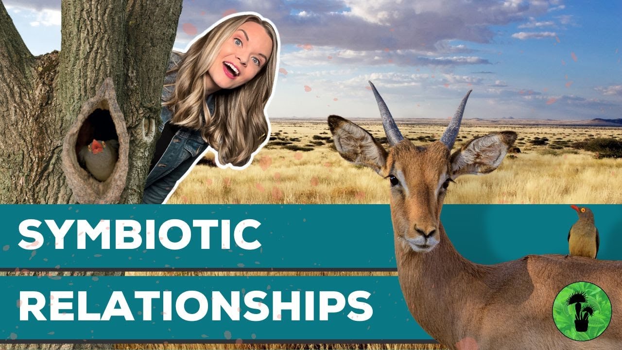 Symbiosis | Mutualism, Commensalism, Parasitism