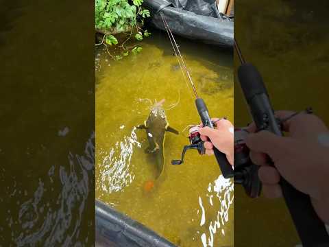 Fishing for GIANT Pet Catfish!