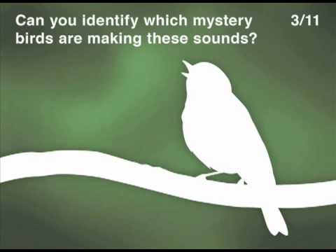 March App Mania 3/11: Guess that mystery bird