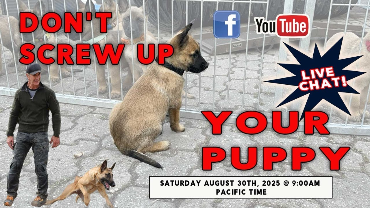 Don't Screw up Your Puppy