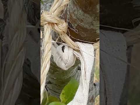 Check Out Our Live Ladybird Larvae - Available To Purchase Directly From Dragonfli Ltd