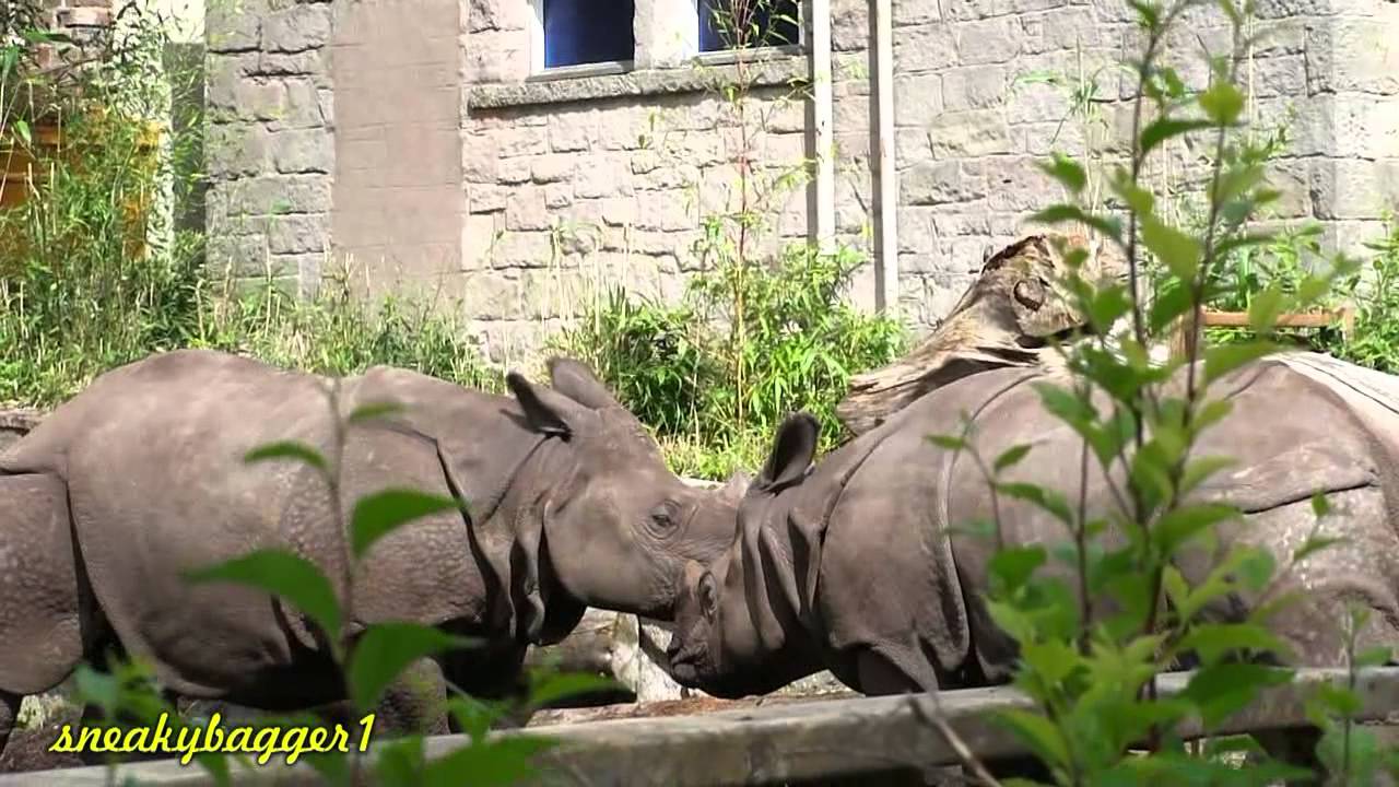 Edinburgh Zoo 20Aug11