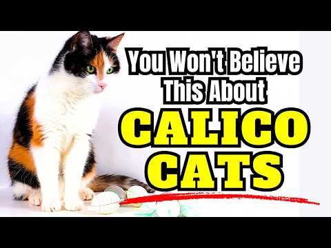 7 Shocking Facts About CALICO Cats