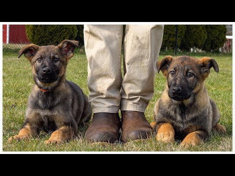 Trained Puppies Working In Sync!