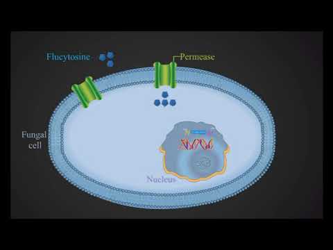 Flucytosine Tablet - Fcfung Latest Price, Manufacturers & Suppliers