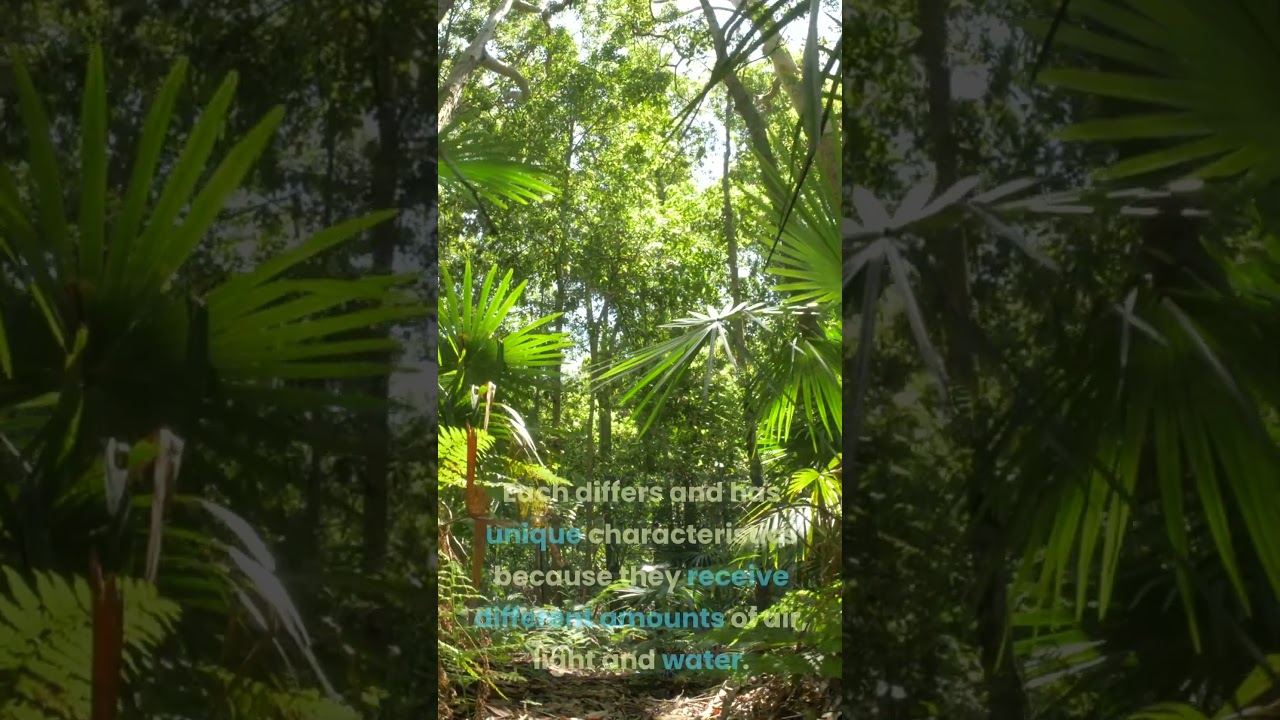 Four Major layer of a rainforest #nature #rainforest