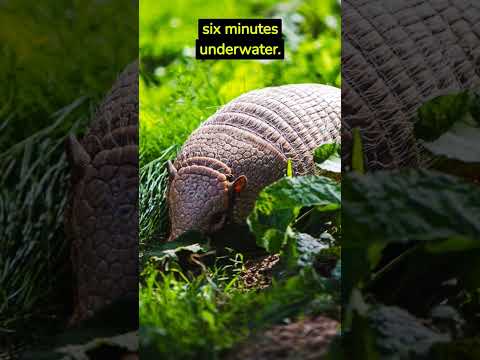 Amazing Armadillo Facts! #fact #facts #science #interestingfacts #animal #animals #armadillo