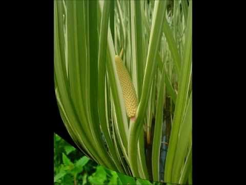 Acorus Calamus - Sweet Flag Latest Price, Manufacturers & Suppliers