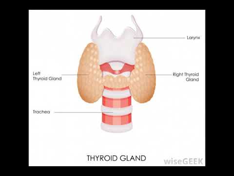 What is a Simple Cuboidal Epithelium