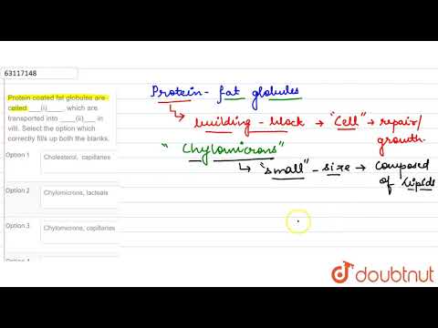 Protein coated fat globules are called ___(i)____, which are transported into ____(ii)___ in villi.