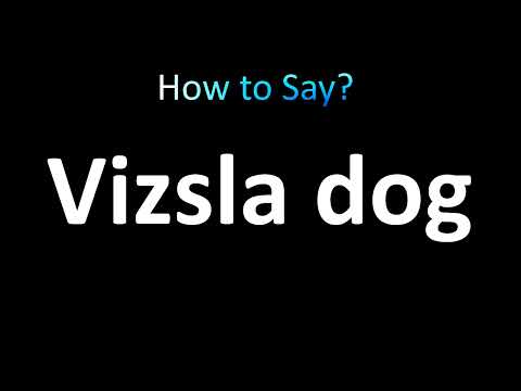 How to Pronounce Vizsla dog (Hungarian Breed)