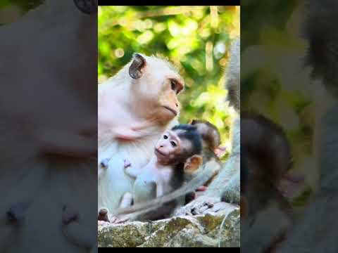 #monkey #lovemoney #monkeyvideo