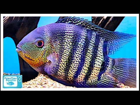 Rare Fish Room Tour: Rick's Fish Room! I Haven't Seen Some of These Fish Before!