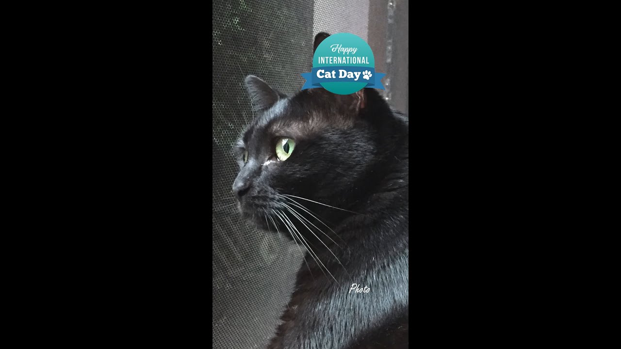 Digitize a Cross Stitch Cat