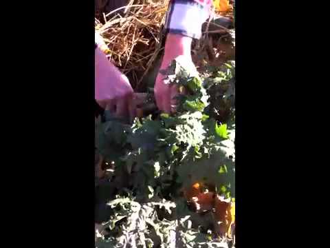 South Side Star Community Garden