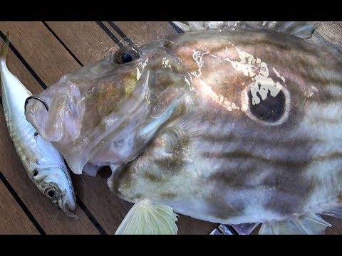 Guide til fiskeri efter sanktpetersfisk - fiskevideoer fra hele verden