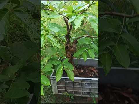 IS Crepe Myrtle the PERFECT Bonsai Tree? #bonsai #bonsaitree
