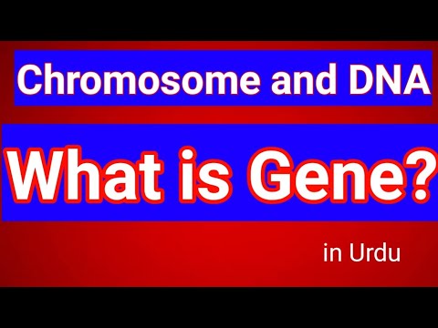 What is Gene? | Gene and DNA in Urdu/Hindi