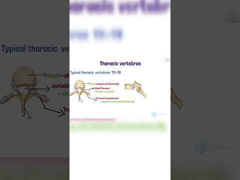 Thoracic Vertebrae Anatomy /Thoracic Vertebrae shorts