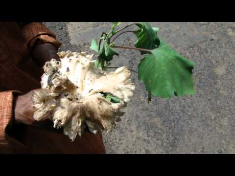 Tertiary Ingredients of Brassica cernua Formulations: Pankaj Oudhia's Medicinal Plant Database