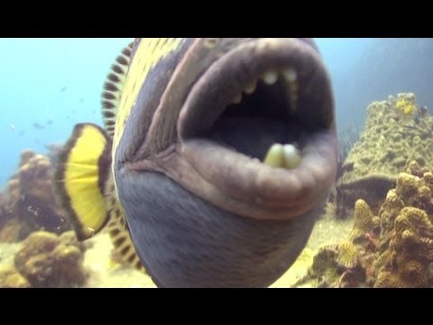 ANGRY TRIGGERFISH Biting Camera