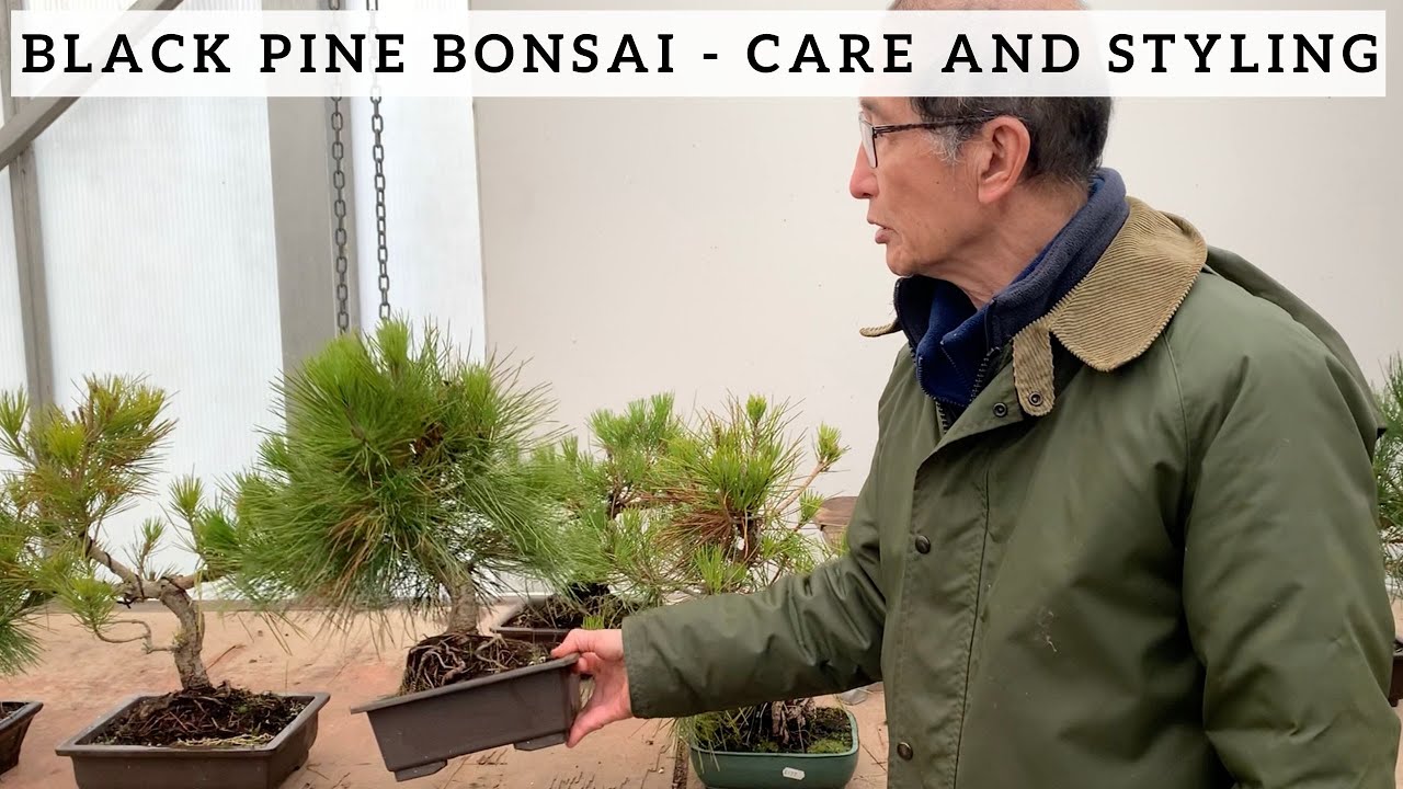 Black Pine Bonsai - Care and Styling