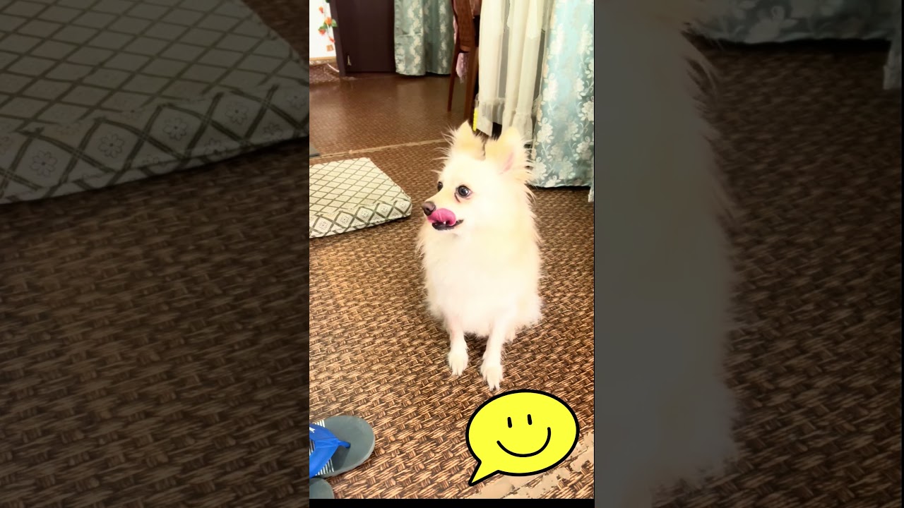 Too innocent for this world, too cute to ignore🥹🥰#shortsfeed#trending#cute#shortsviral#dog#cutedog