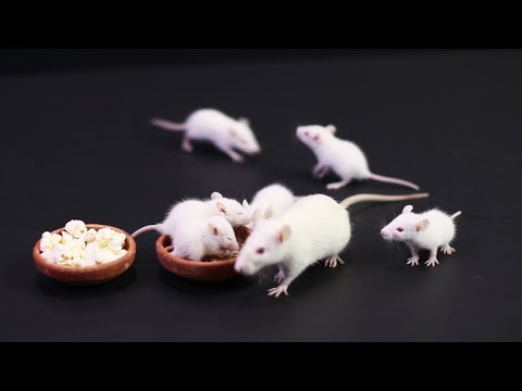 Pet Rats Favorite Food - Popcorn VS Paddy
