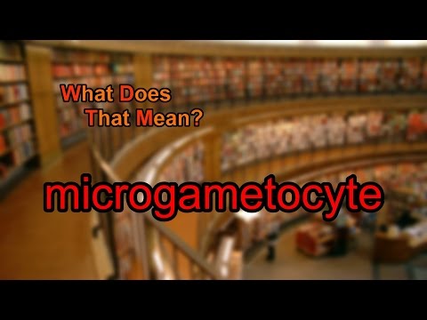 What does microgametocyte mean?
