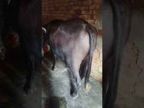 Suraj Age 19 Month Top Quality Milk Line Bull #video #hariyanvisong #youtubeshorts #viralshorts
