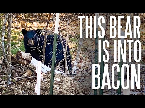 This Bear Was After Our Pigs