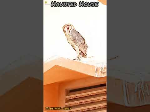 Owl seen in the daytime 🦉